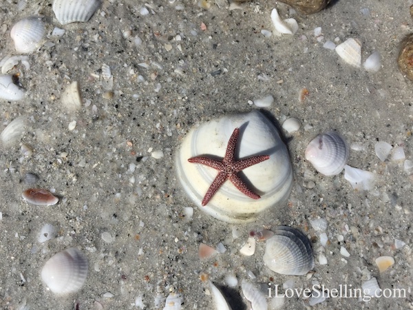 High West Winds Bring In Seashells and Sea Squirts To Sanibel Beaches ...
