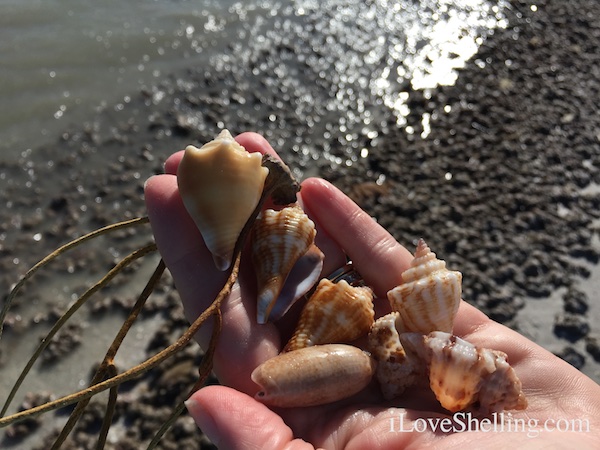 High West Winds Bring In Seashells and Sea Squirts To Sanibel Beaches ...