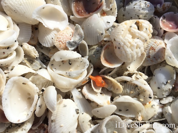 Love Bucket Of Shells | I Love Shelling