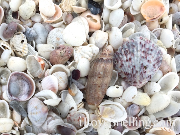 Seeing the Good Through the Gray | I Love Shelling