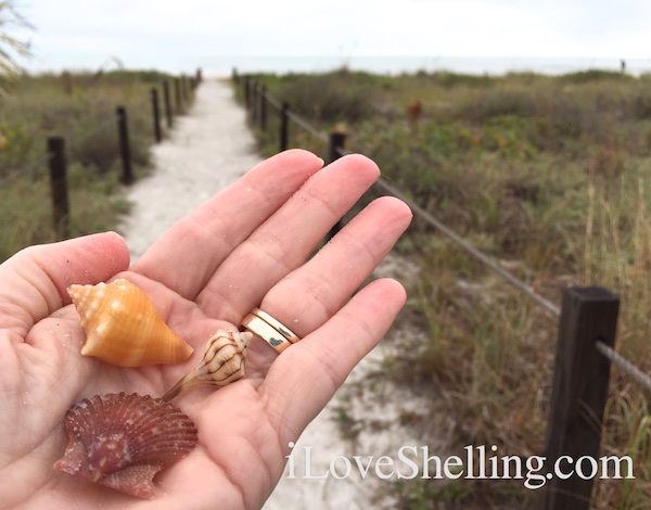 Seeing the Good Through the Gray | I Love Shelling