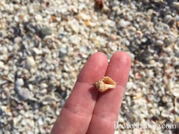 Love Bucket Of Shells | I Love Shelling