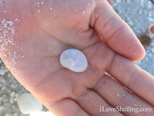 baby ear shell on iLoveShelling cruise | I Love Shelling