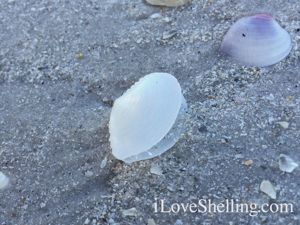 Shelling Excursion From Captiva | I Love Shelling