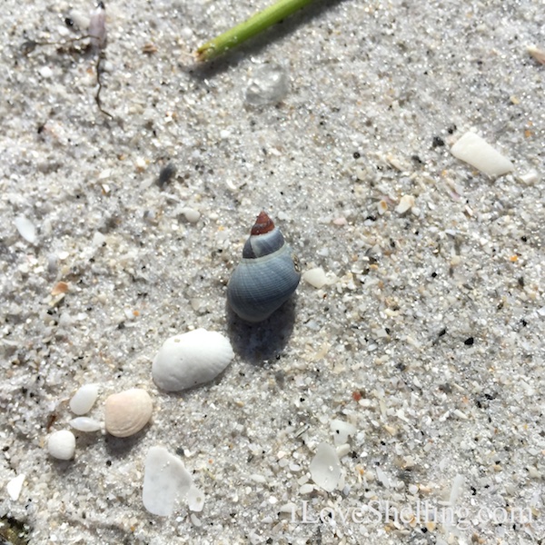 Shelling Excursion From Captiva | I Love Shelling