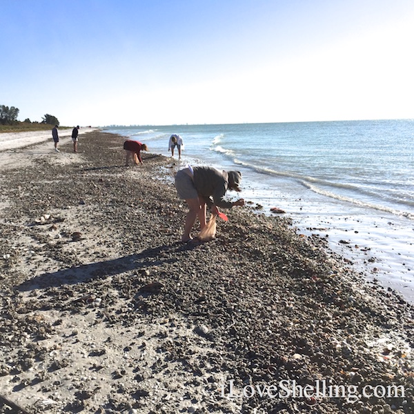 Beach Combing Continues | I Love Shelling