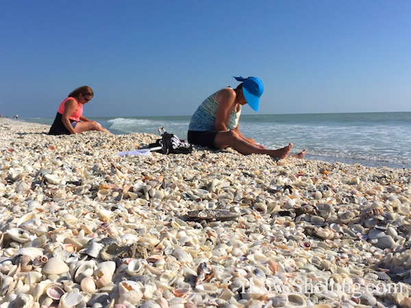 Love Bucket Of Shells | I Love Shelling