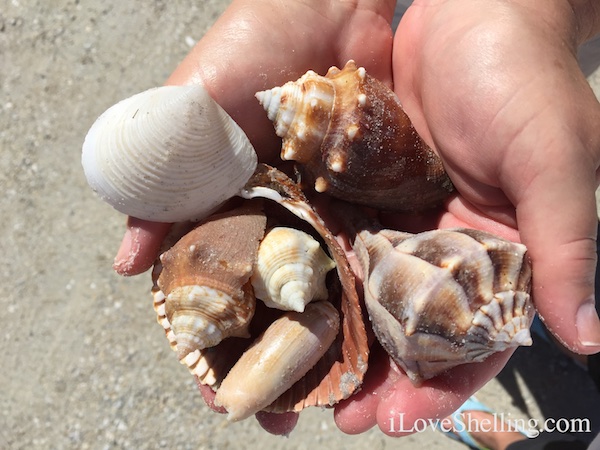 hand of shells | I Love Shelling