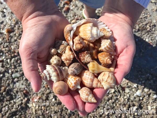 Beach Combing Continues | I Love Shelling