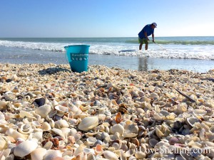 Love Bucket Of Shells | I Love Shelling