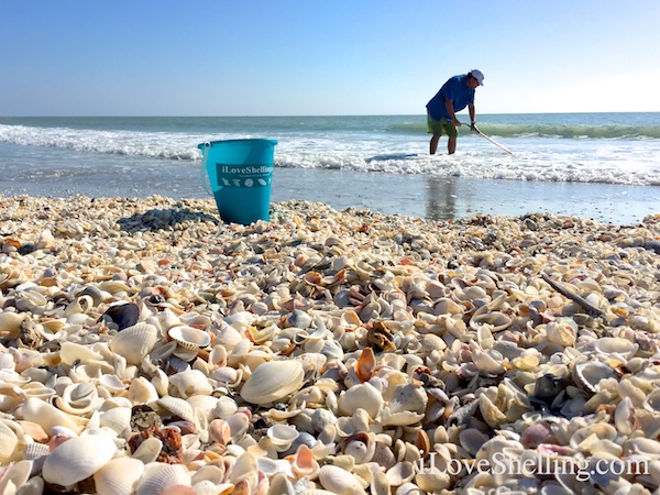 Love Bucket Of Shells | I Love Shelling