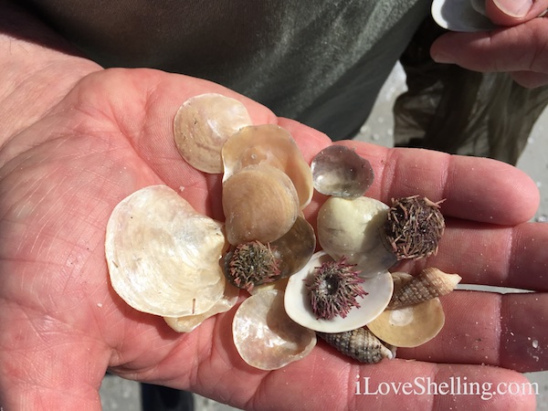 Shelling Excursion From Captiva | I Love Shelling