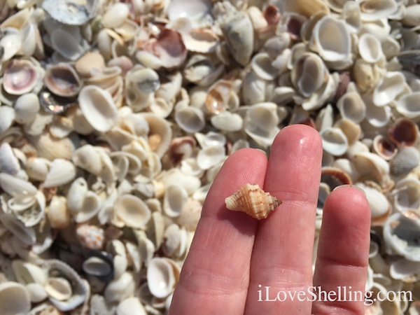 Love Bucket Of Shells | I Love Shelling