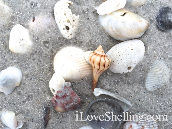 Seeing the Good Through the Gray | I Love Shelling