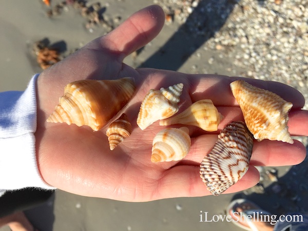 Beach Combing Continues | I Love Shelling