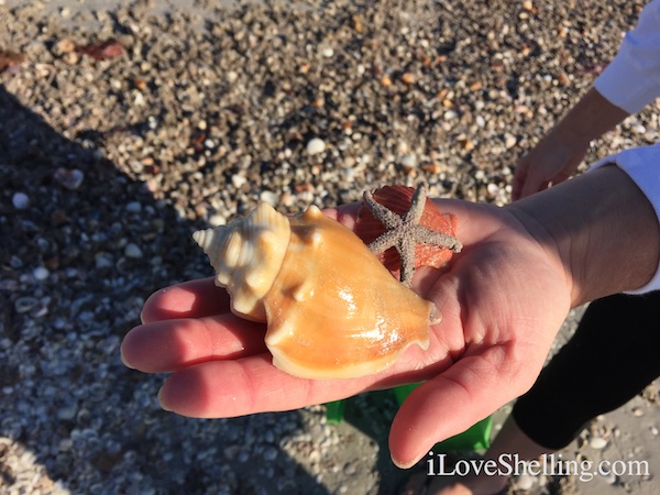 Beach Combing Continues | I Love Shelling