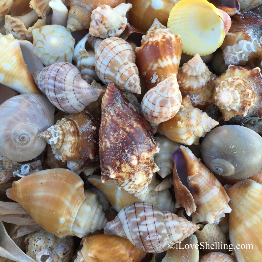 Beach Combing Continues | I Love Shelling