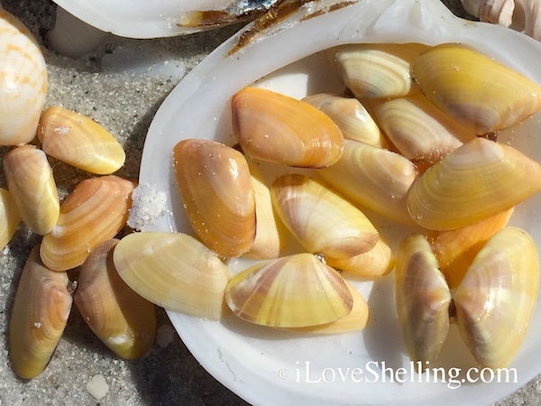 Sending Sunshine From Sanibel | I Love Shelling