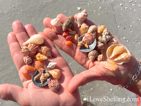 The Shell Fairy And The Shell Elves | I Love Shelling
