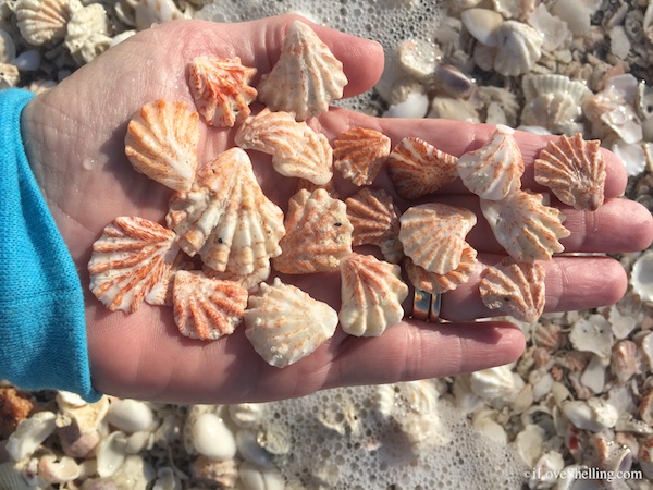 Meowy Kitten Paw Christmas | I Love Shelling