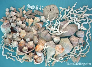Finding Seashells on Clearwater Beach | I Love Shelling