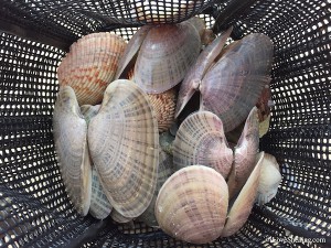 Collecting Seashells To Saving A Sandwich Tern | I Love Shelling
