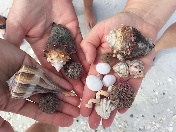 Collecting Seashells To Saving A Sandwich Tern | I Love Shelling