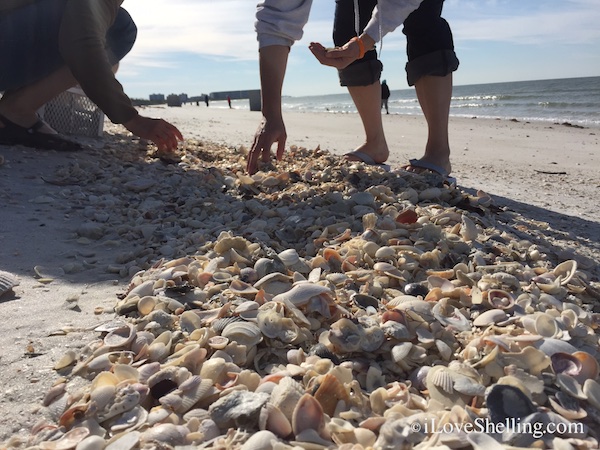 It’s The Shelliday Season On Sight Sea-R | I Love Shelling