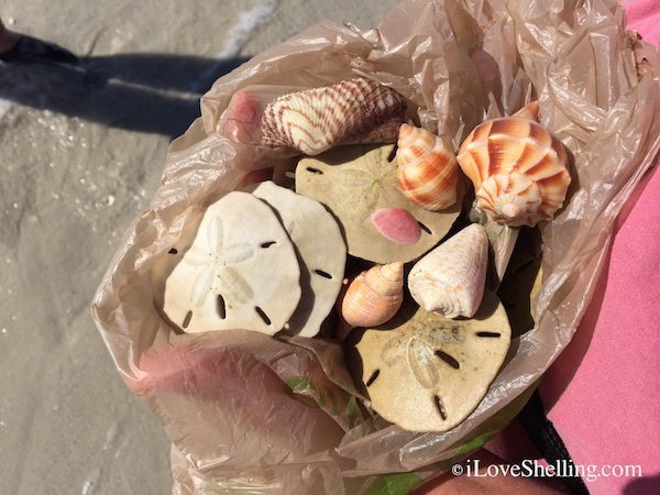 It’s The Shelliday Season On Sight Sea-R | I Love Shelling