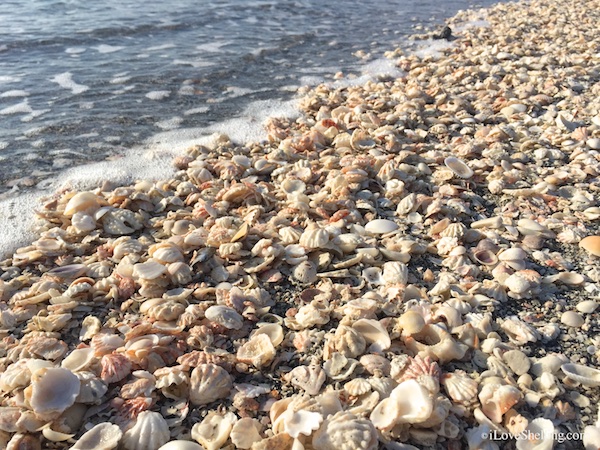 Meowy Kitten Paw Christmas | I Love Shelling