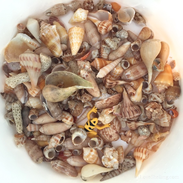 Blind Pass Shell Pile Is Back | I Love Shelling