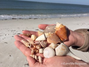 It’s The Shelliday Season On Sight Sea-R | I Love Shelling
