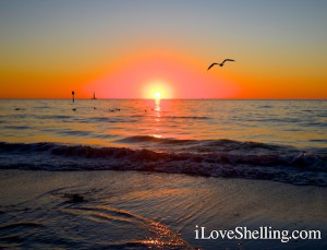 Finding Seashells on Clearwater Beach | I Love Shelling
