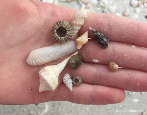 Collecting Seashells To Saving A Sandwich Tern | I Love Shelling