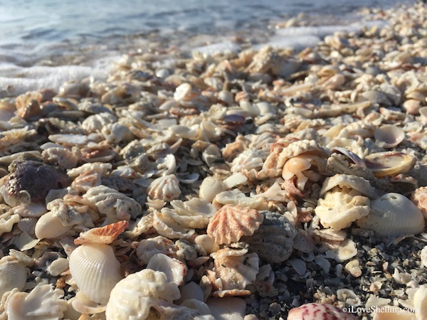 Meowy Kitten Paw Christmas | I Love Shelling