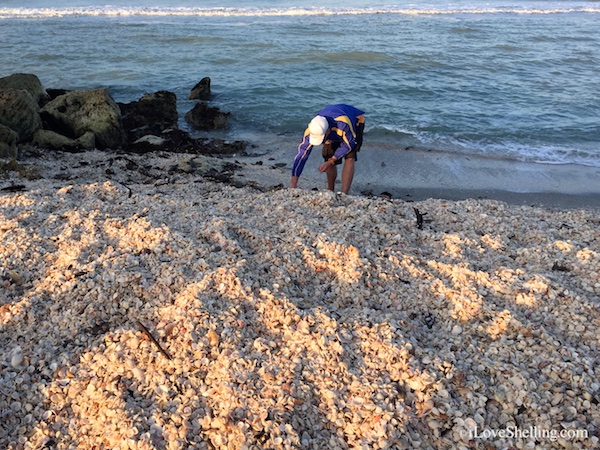 Blind Pass Shell Pile Is Back | I Love Shelling