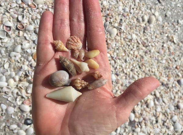 Calm Quiet Beach Combing With Sandy The Shellman | I Love Shelling