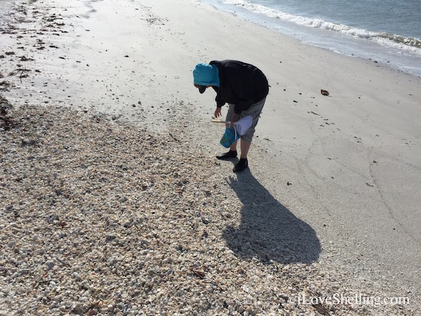 beach combing in sw Florida | I Love Shelling