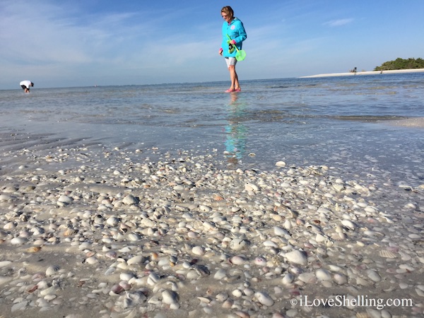 It’s The Shelliday Season On Sight Sea-R | I Love Shelling