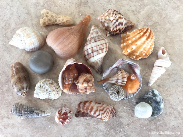Touched By an Angel Wing | I Love Shelling