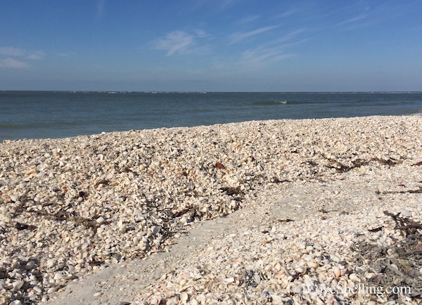 It’s The Shelliday Season On Sight Sea-R | I Love Shelling