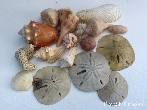 It’s The Shelliday Season On Sight Sea-R | I Love Shelling