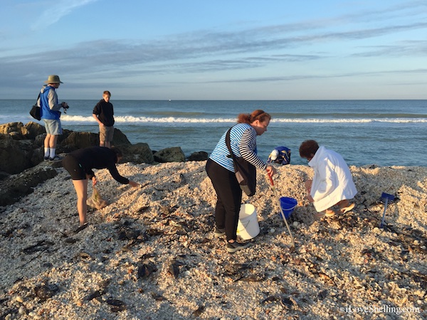 Blind Pass Shell Pile Is Back | I Love Shelling