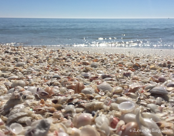 Calm Quiet Beach Combing With Sandy The Shellman | I Love Shelling