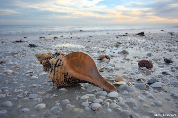 Beachcombing Bliss | I Love Shelling