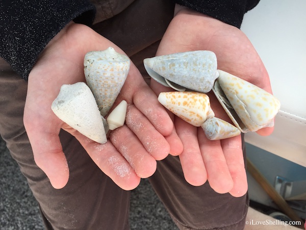 Shelling Trip Shellicious Sea Gems | I Love Shelling