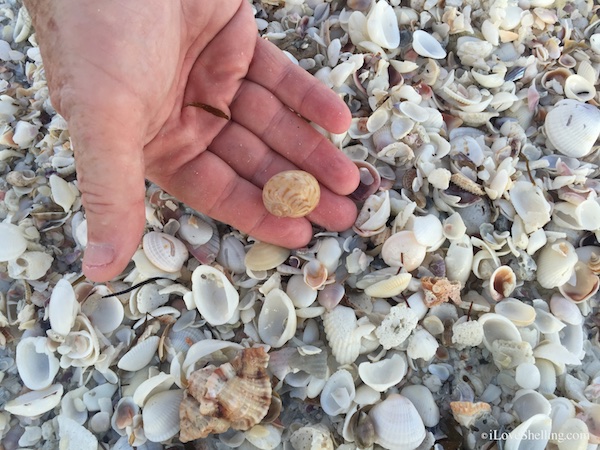 Weekend Of Beach Wonders | I Love Shelling