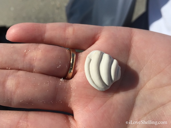 A Shelling Day For Angels | I Love Shelling