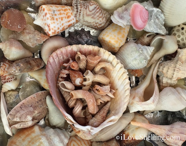 Shelling Trip Shellicious Sea Gems | I Love Shelling