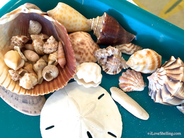 Shellabaloo Sharing With Shell ‘N Tell | I Love Shelling